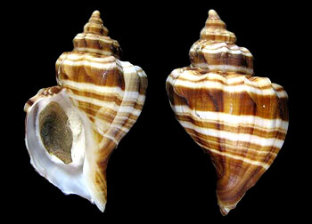 蛾螺总科 Buccinacea 蓝色动物学（中国动物学科普）